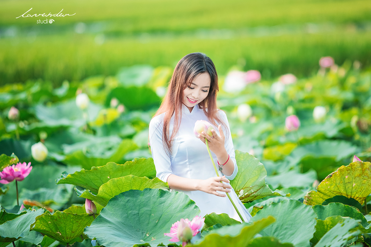Chụp ảnh sen ở đâu đẹp Hà Nội? Chup anh sen o dau?